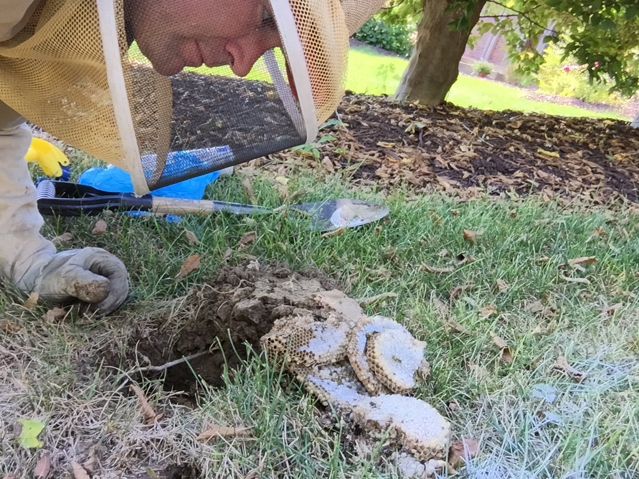 Ground Bee Removal
