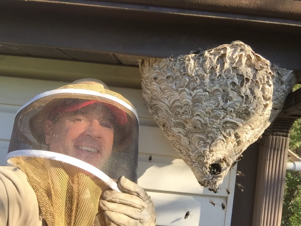 Bald-Faced Hornets Nest Removal & Extermination Pittsburgh, Pennsylvania (PA) - The Bee Man