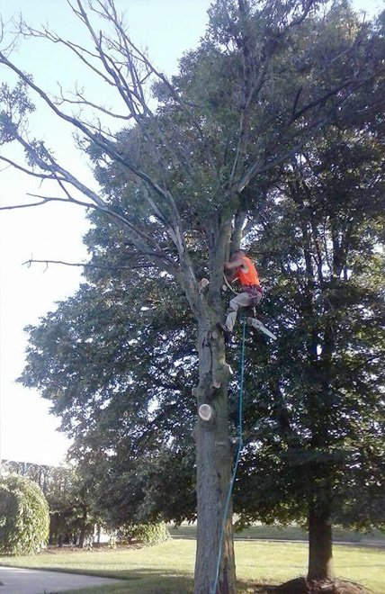 Chris' Tree Care & Property Maintenance Photo Gallery Brookville