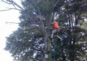 Chris' Tree Care & Property Maintenance Photo Gallery Brookville