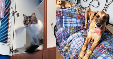 Pawsitively Paradise Pet Resort | Boarding | Angola, IN