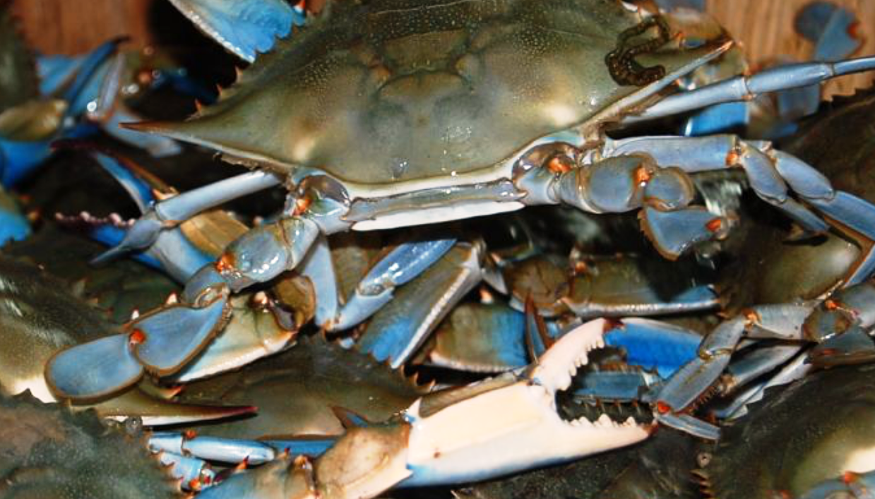 Best Crabs Photo Gallery | Baltimore, MD