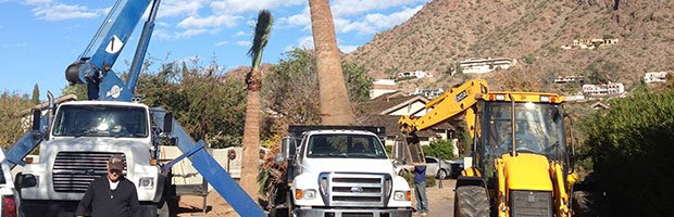 Palm Tree Relocation | Crane Relocation | Scottsdale, AZ