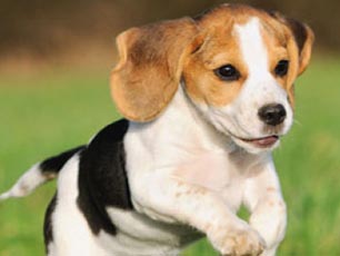The Pet Shoppe | Puppies For Sale | Middletown, NJ