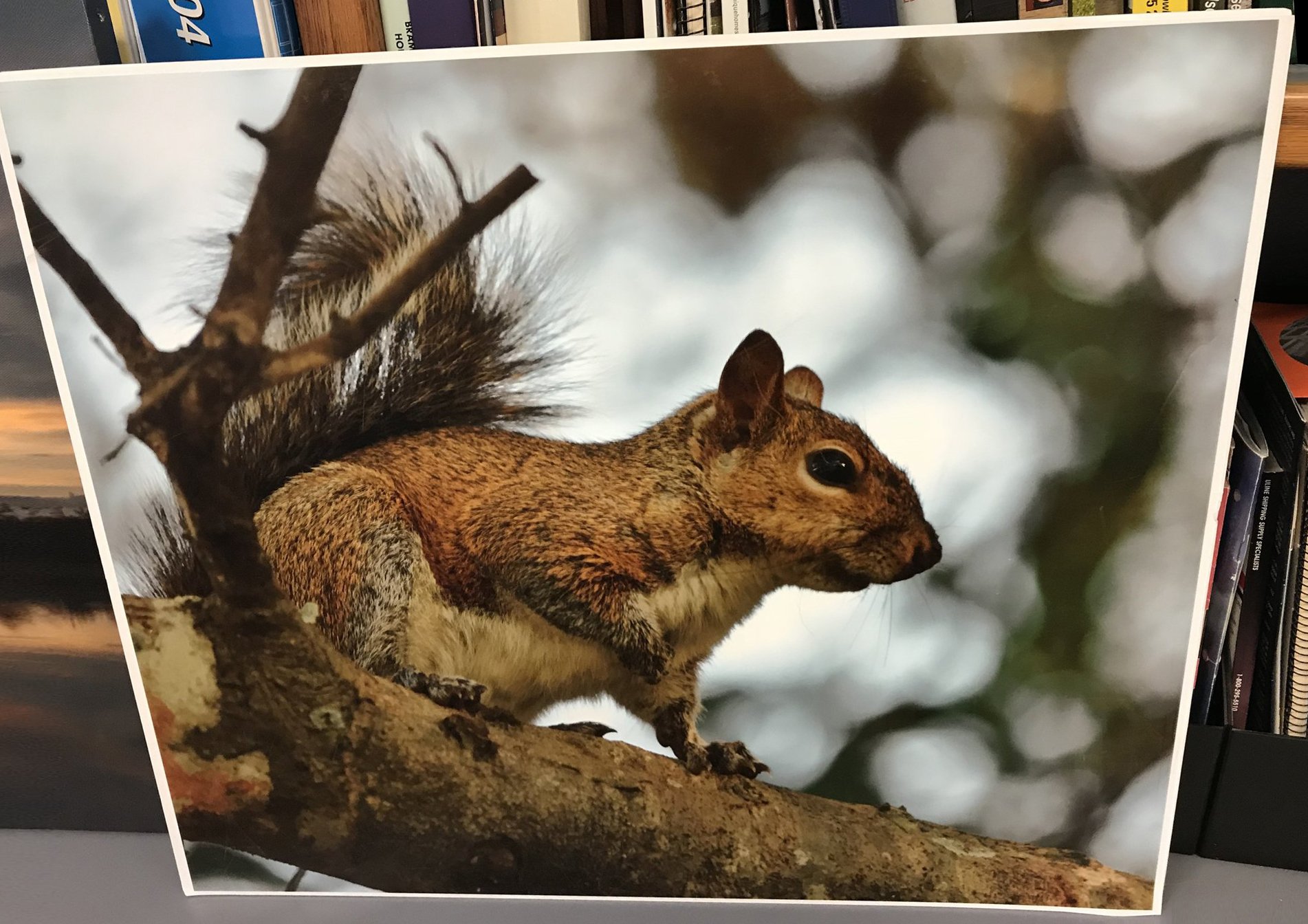 Gulf Coast Reprographics, LLC Project Gallery Fort Myers, FL