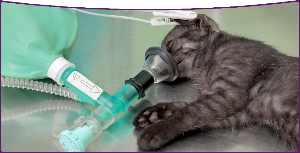 Emergency Care | Animal Hospital | Tuscaloosa, AL