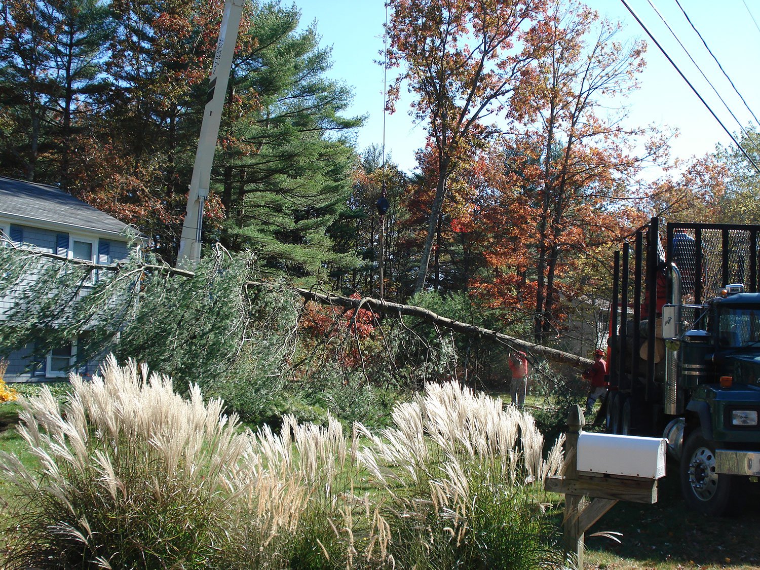 Gallery - South Shore Tree Removal Inc.