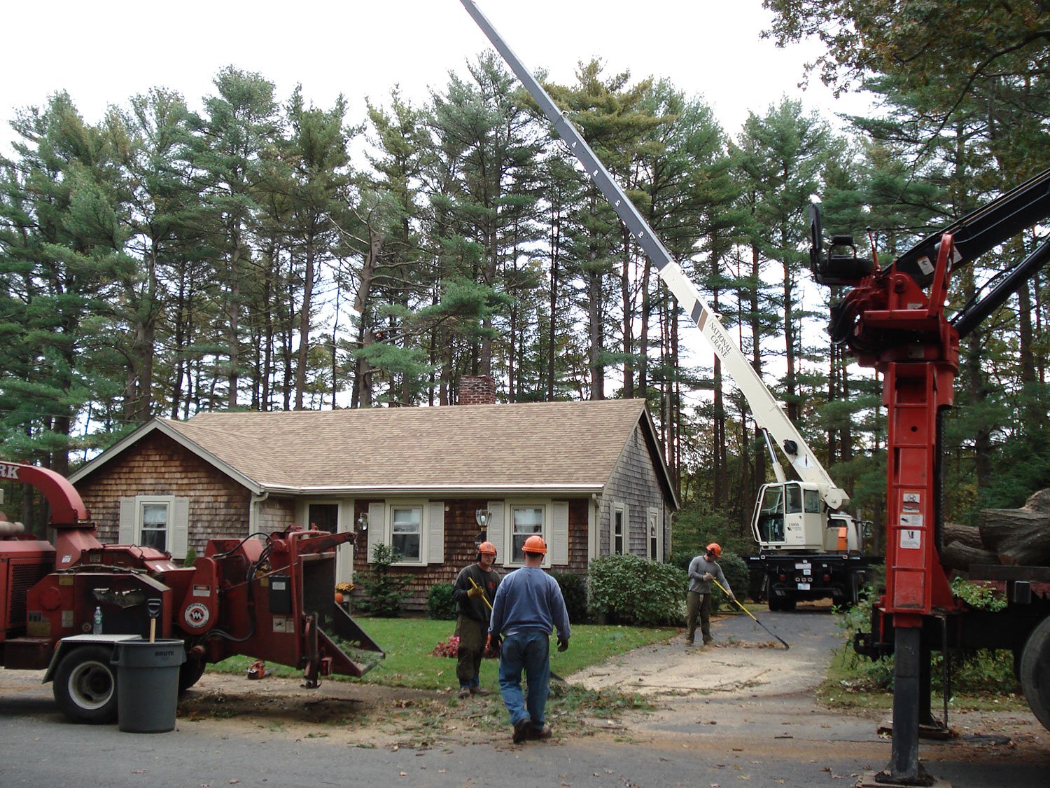 Gallery - South Shore Tree Removal Inc.
