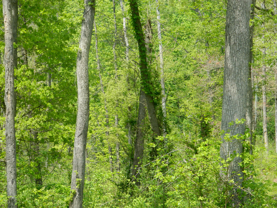 Land of Indiana - Wooded Acreage | Wooded Land for Sale | Bedford, IN