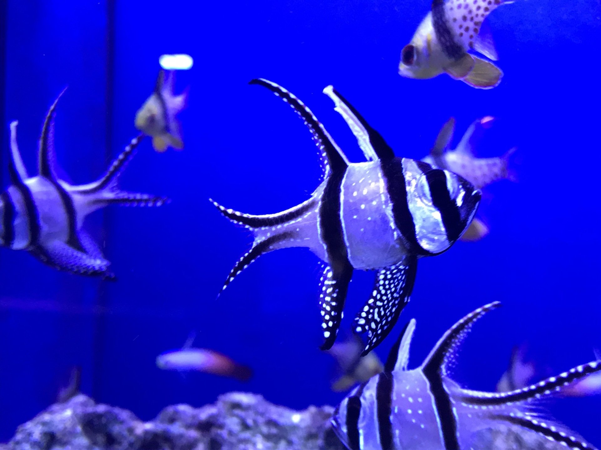 Saltwater Showroom | Zebra Horn Shark | Virginia Beach, VA