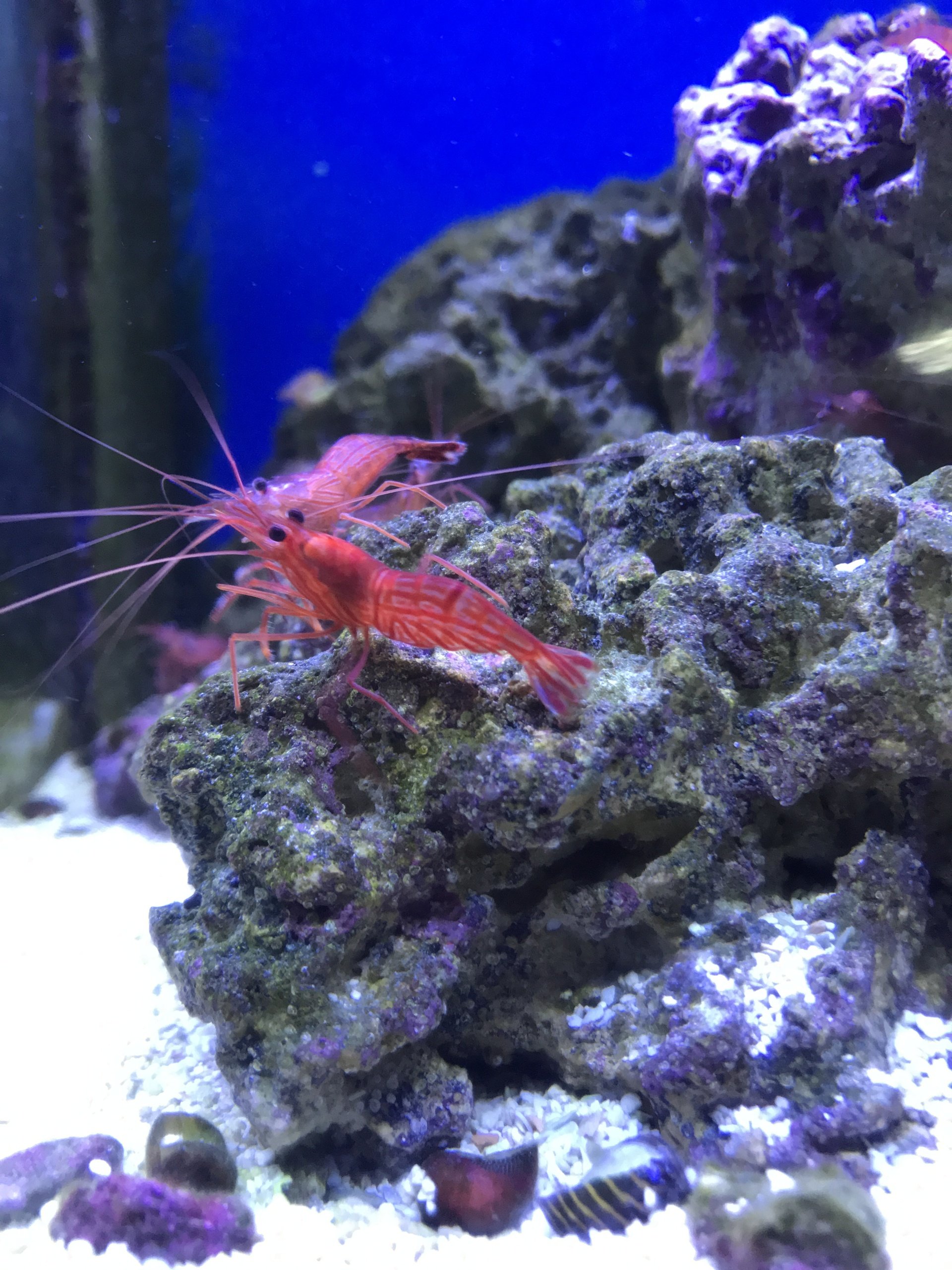 Saltwater Showroom | Zebra Horn Shark | Virginia Beach, VA