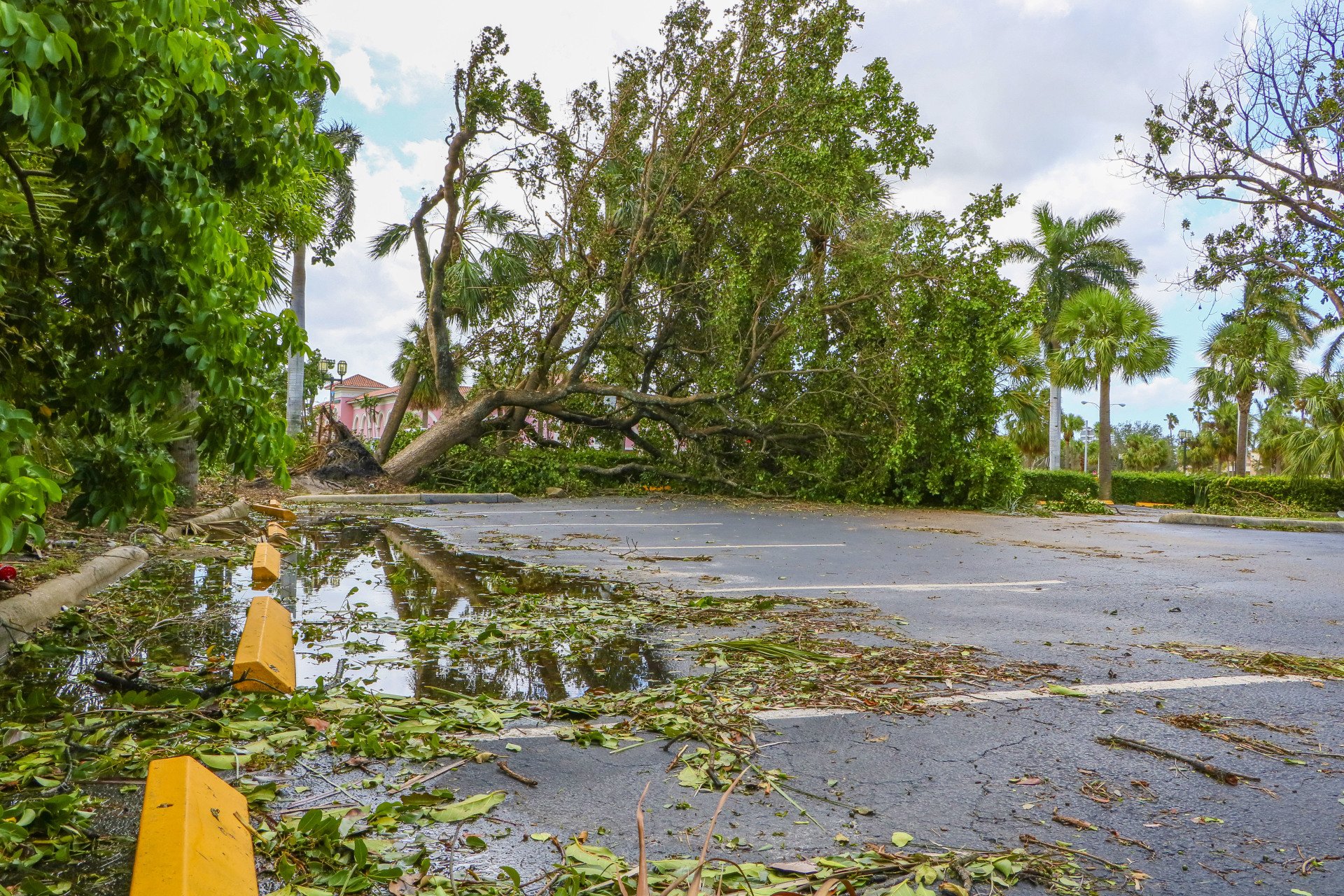 Beaver Tree Service Inc | Grading Services | Tree Trimming | Kennesaw, GA