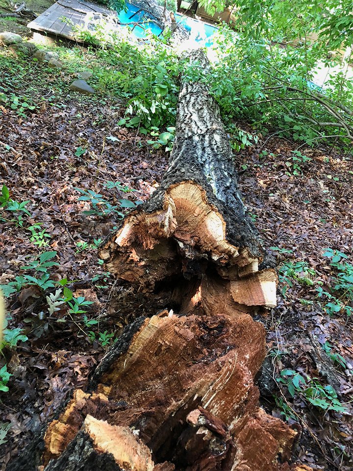 Mark Daniels Tree Service | Tree Removal | Pruning | East Hampton, NY