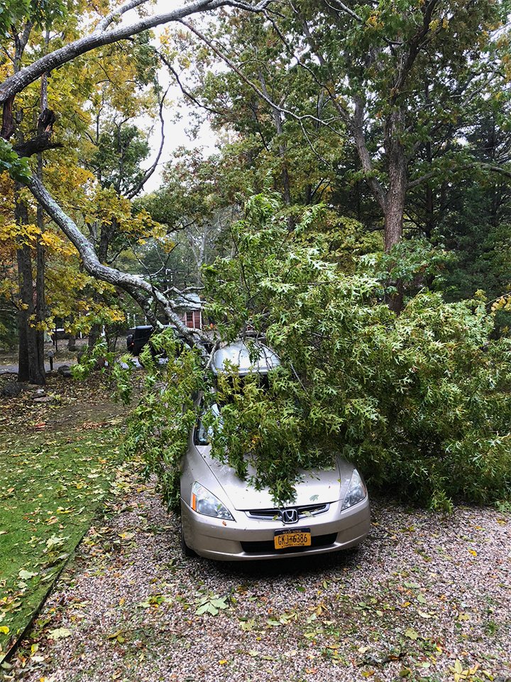 Mark Daniels Tree Service | Tree Removal | Pruning | East Hampton, NY