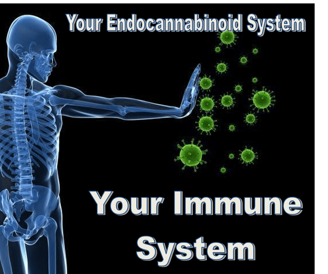 Your Immune System