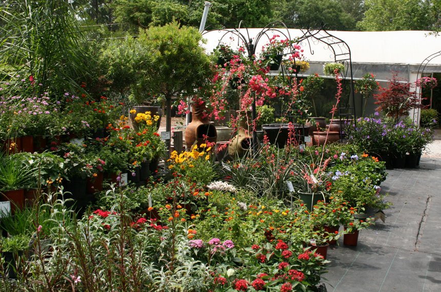 Fancy Plants | Tropical Plants | Savannah, GA