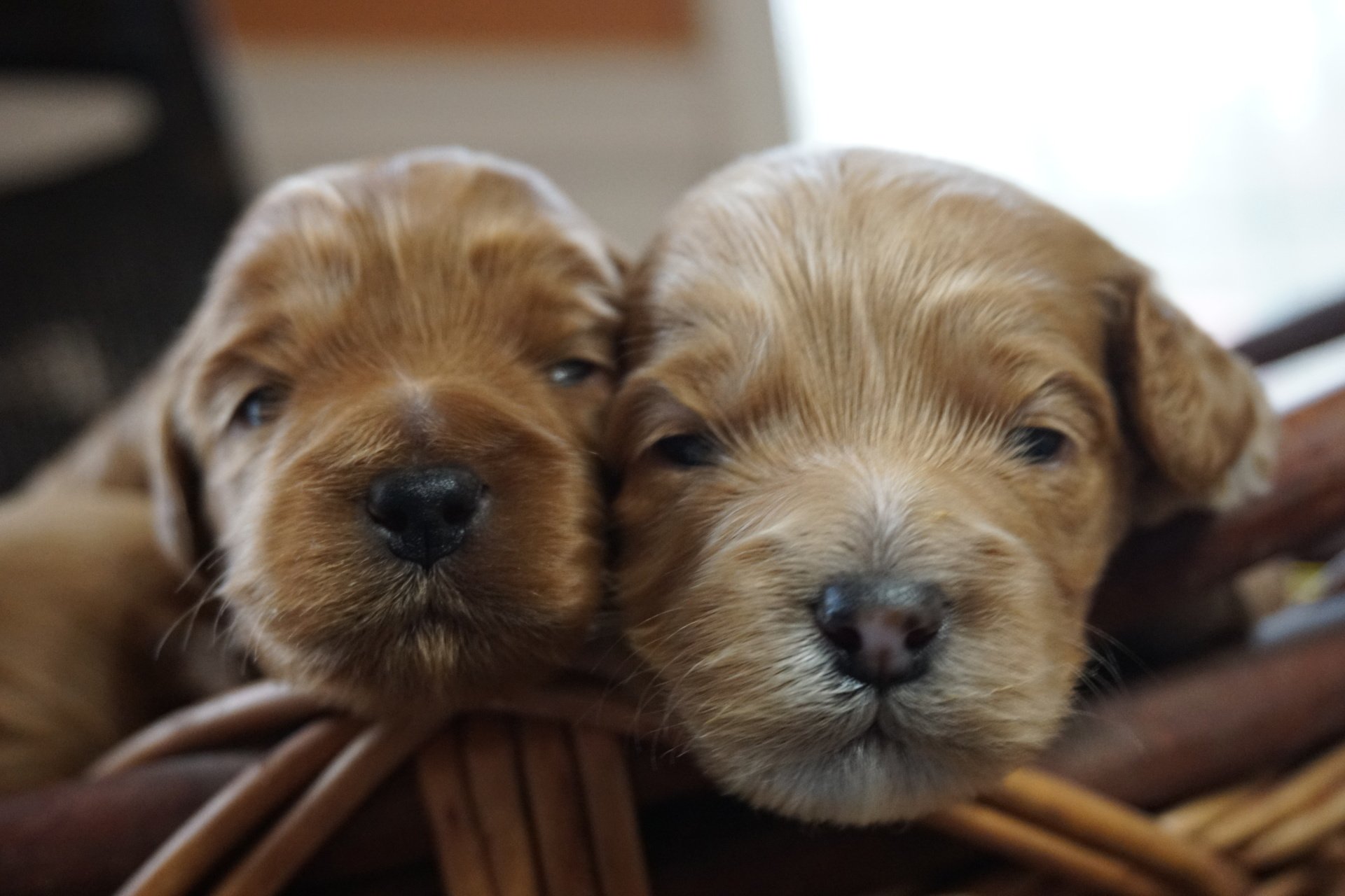 Wild Daisy Labradoodles | Dog Breeder | Mount Airy, MD