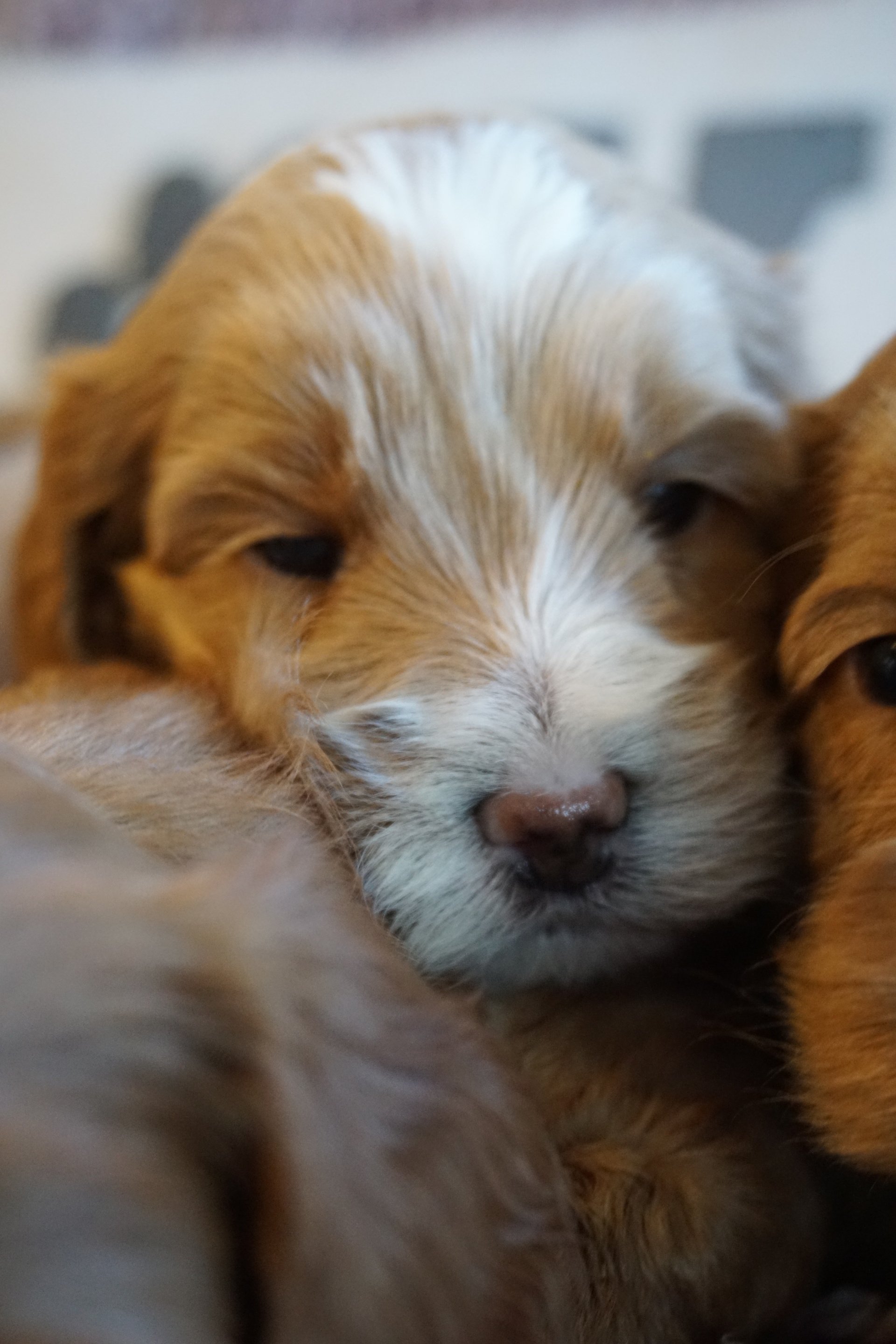 Wild Daisy Labradoodles | Dog Breeder | Mount Airy, MD