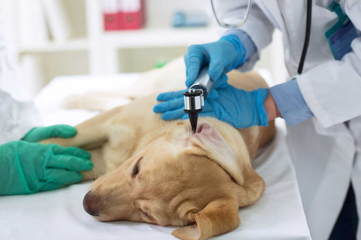 Casey Veterinary Service | Veterinary Services | Casey, IL
