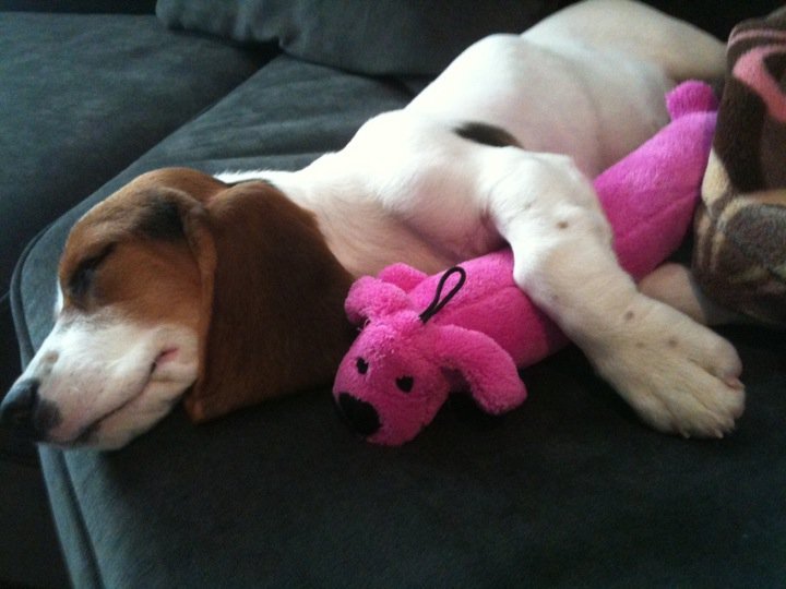 Happy Basset Brewing Co Photo Gallery | Topeka, KS