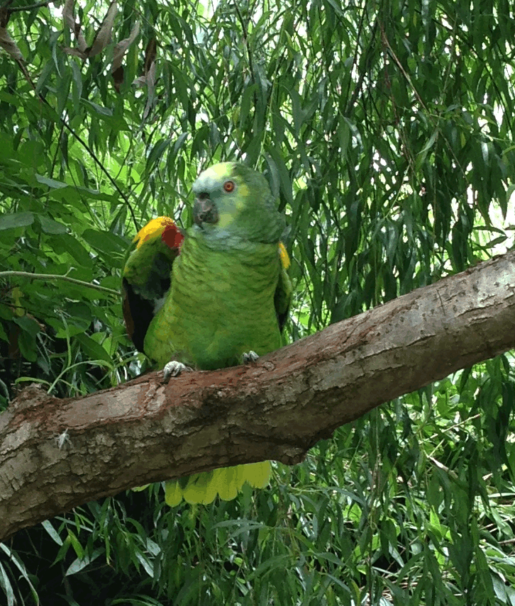 Hand Fed Baby Birds | 2-6 weeks Old | Falls Church, VA