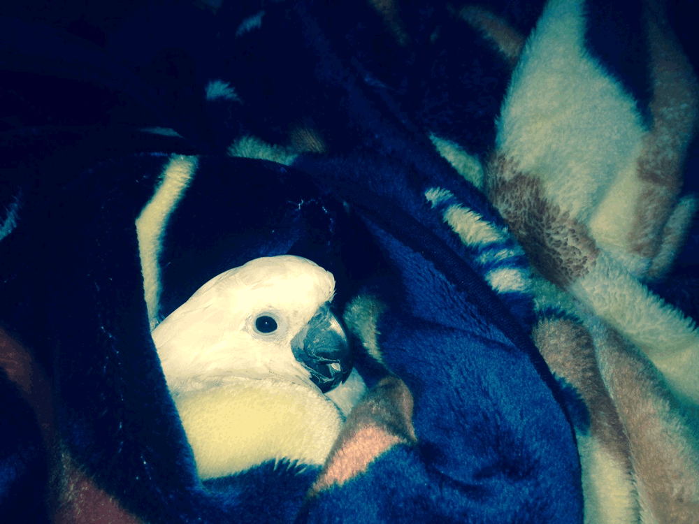 Hand Fed Baby Birds | 2-6 weeks Old | Falls Church, VA