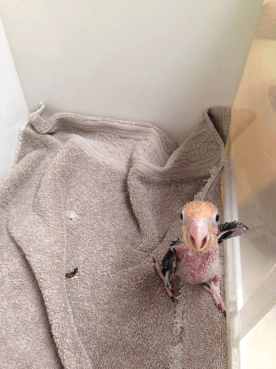 Hand Fed Baby Birds | 2-6 weeks Old | Falls Church, VA