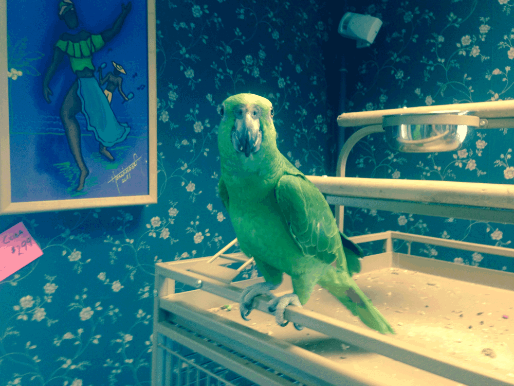 Hand Fed Baby Birds | 2-6 weeks Old | Falls Church, VA