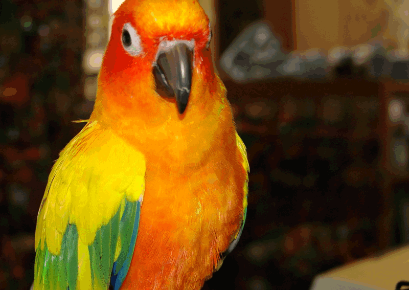 Hand Fed Baby Birds | 2-6 weeks Old | Falls Church, VA