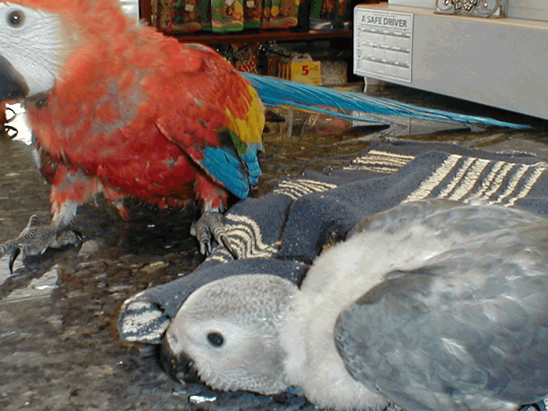 Hand Fed Baby Birds | 2-6 weeks Old | Falls Church, VA