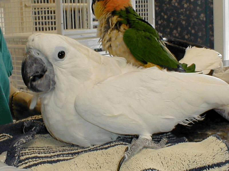 Hand Fed Baby Birds | 2-6 weeks Old | Falls Church, VA