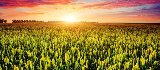 Farm Management | Agriculture | Springfield, IL