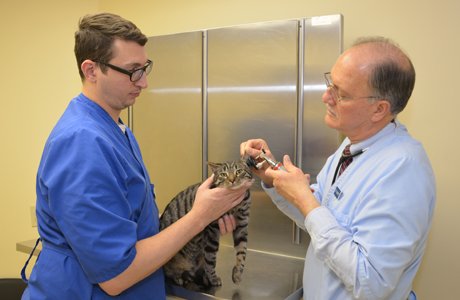 Feline Services | Laser Declawing | Cincinnati, OH