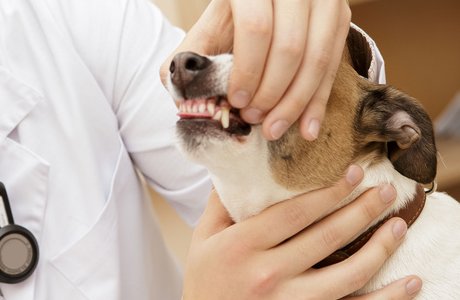Pet Dental Care | Pet Dentistry | Cincinnati, OH
