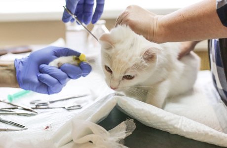Pet Surgical Service | Elective Pet Surgery | Cincinnati, OH