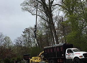 Scottie's Tree Service | Tree Removal | Staten Island, NY