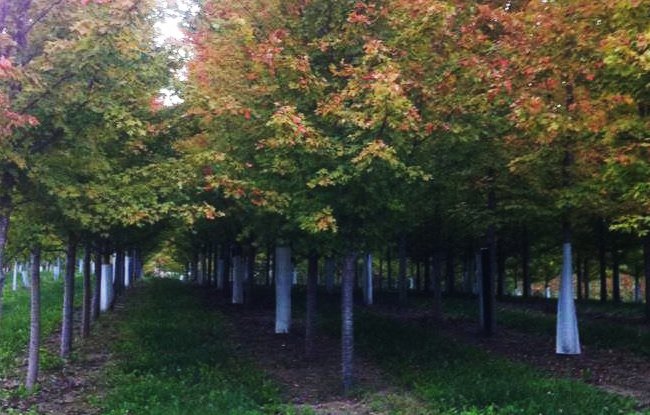 Paul Tree Farms LLC | Shade Trees | Pleasant Plains, IL