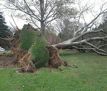 Storm Damage Repair | Storm Damage Cleanup | Mattituck, NY
