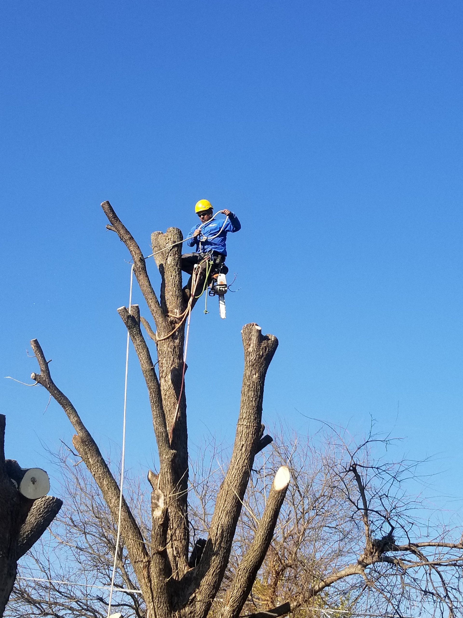 Sullivan Tree Service | Lawn Care Services | Lawton, OK