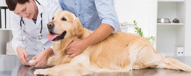 Pet Care FAQs | Effingham Veterinary Clinic
