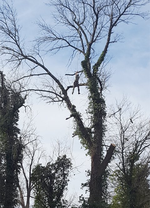 Tree Topping | Tree Shaping | Berryville, VA