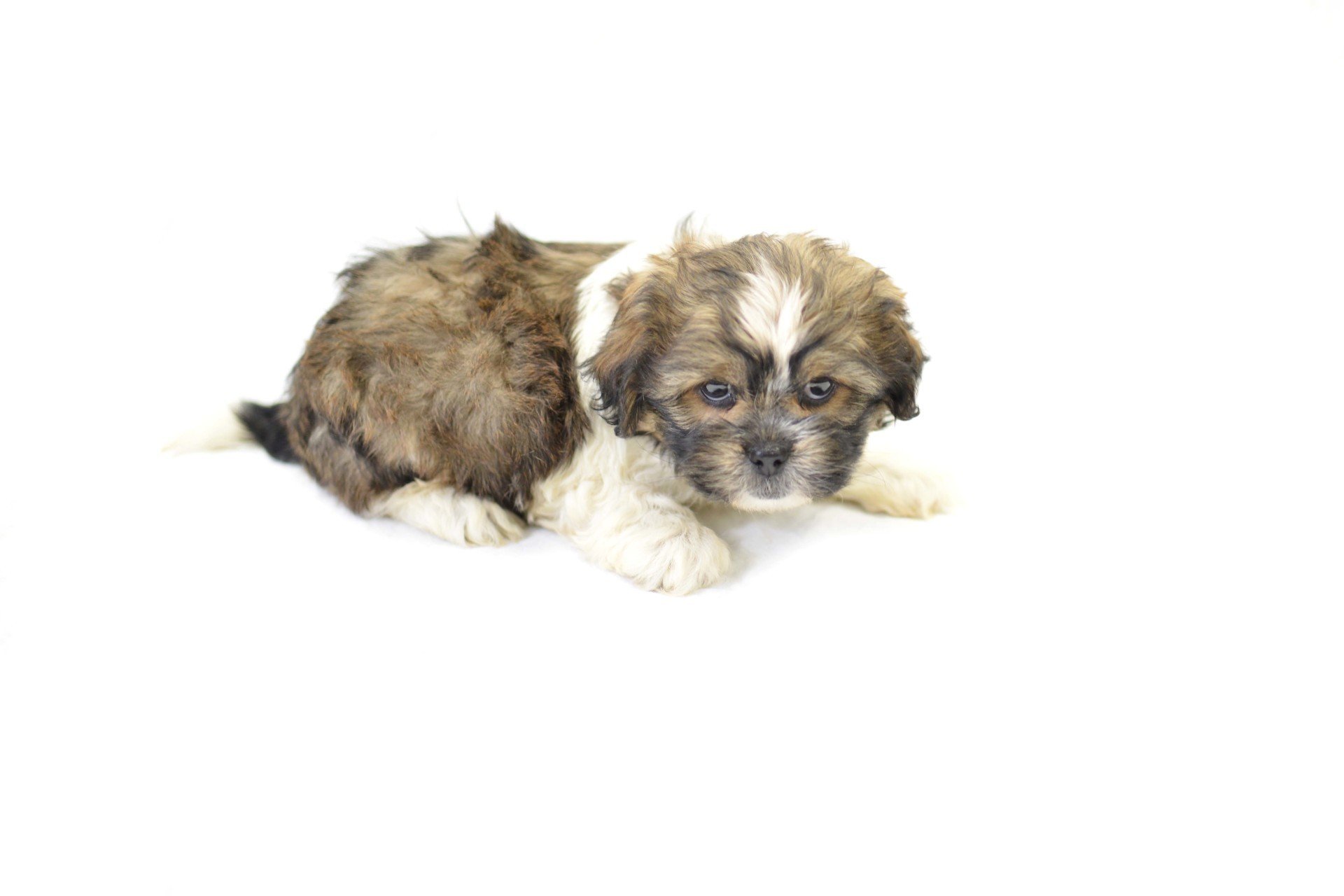 Yorkinese Breed Info | Love at First Site | Hattiesburg