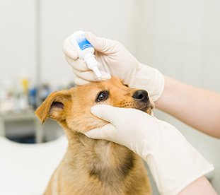 Ford's Prairie Animal Clinic | Veterinarian | Centralia, WA