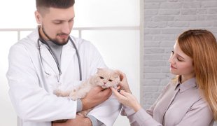 Fox Valley Veterinary Hospital | Veterinary Services Ottawa