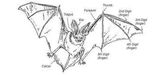 All About Bats | Bat Colonies | Attic Roosting Sites | Frazee, MN