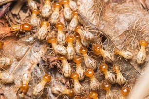 Keystone Pest Control | Pest Removal | Reading, PA