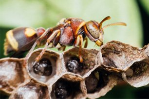 Keystone Pest Control | Pest Removal | Reading, PA