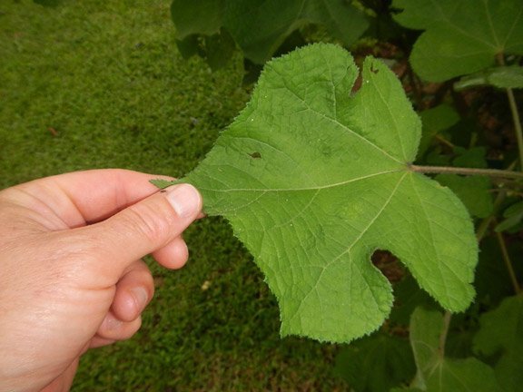 Master Arbor | Licensed Arborist | Washington, UT