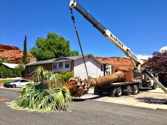 Master Arbor | Licensed Arborist | Washington, UT