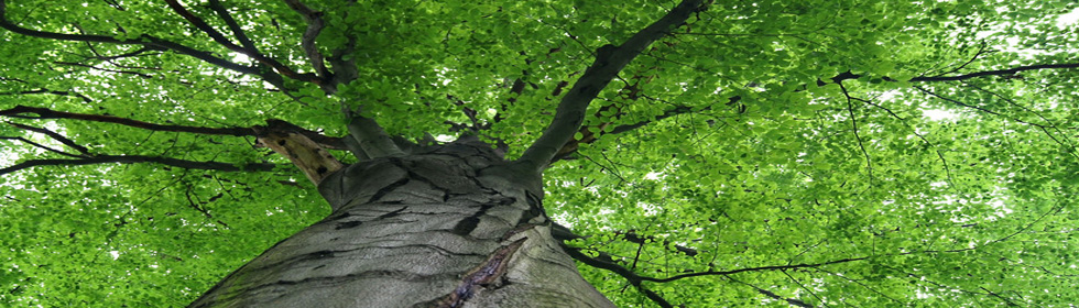 Dank The Tree Experts | Tree Care 24/7 Services | Massapequa, NY